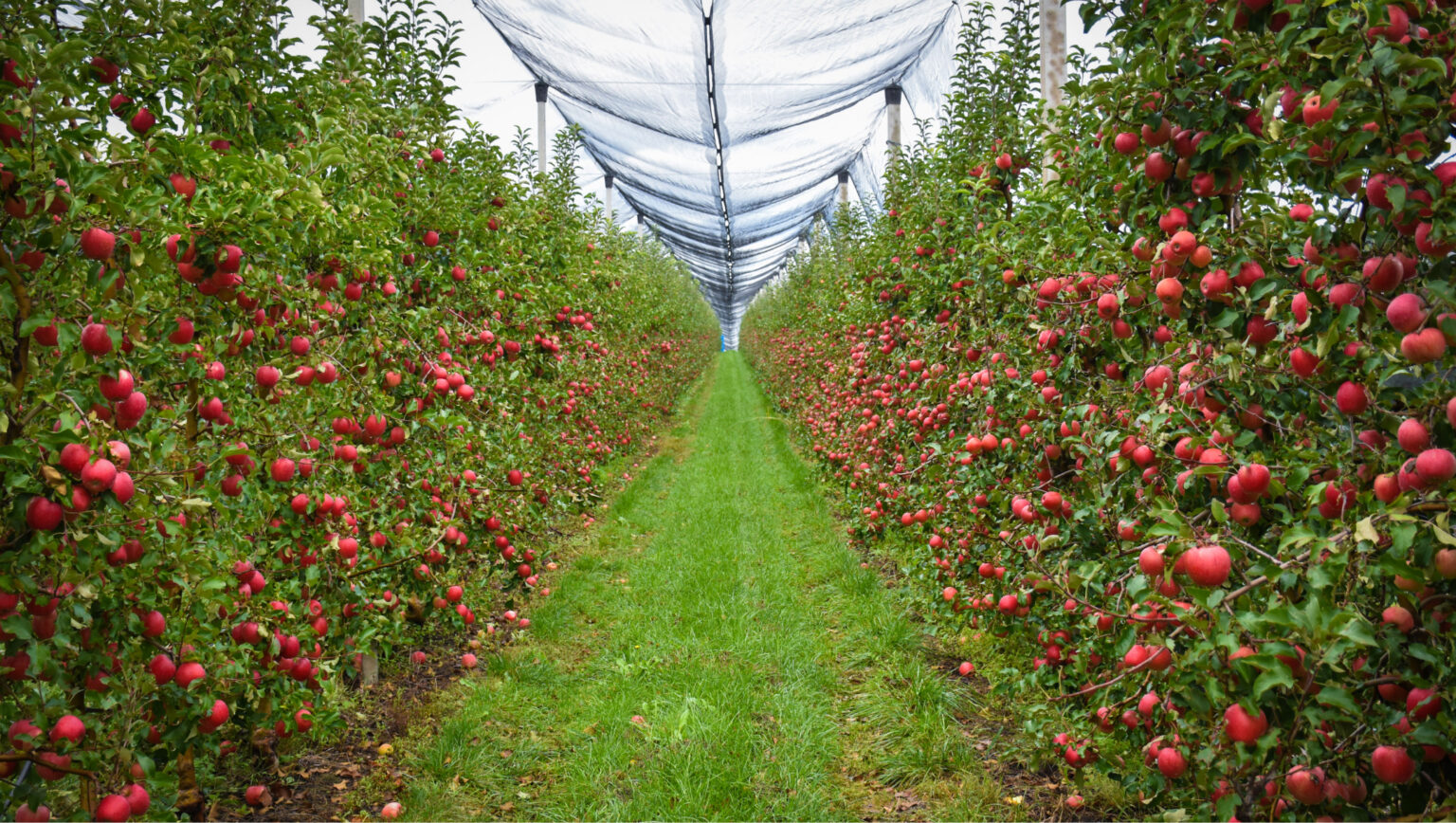 Voće i povrće - Delta Agrar