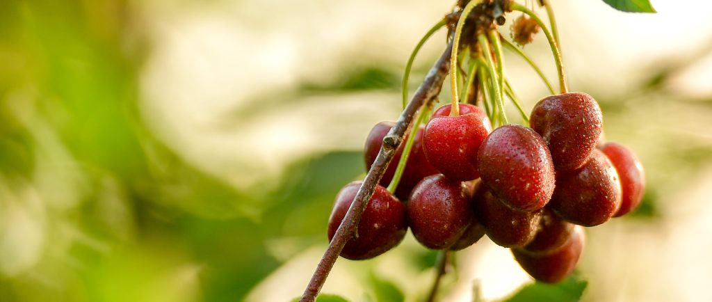 Proizvodnja voća - Delta Agrar