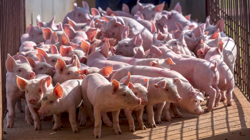 Vladimirovac - Delta Agrar