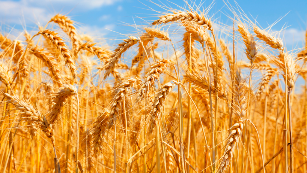 Seme pšenice i ječma - Delta Agrar